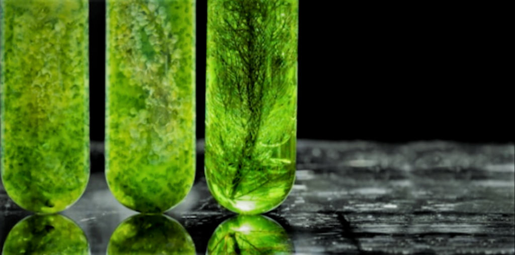 Bioethanol vs Biodiesel